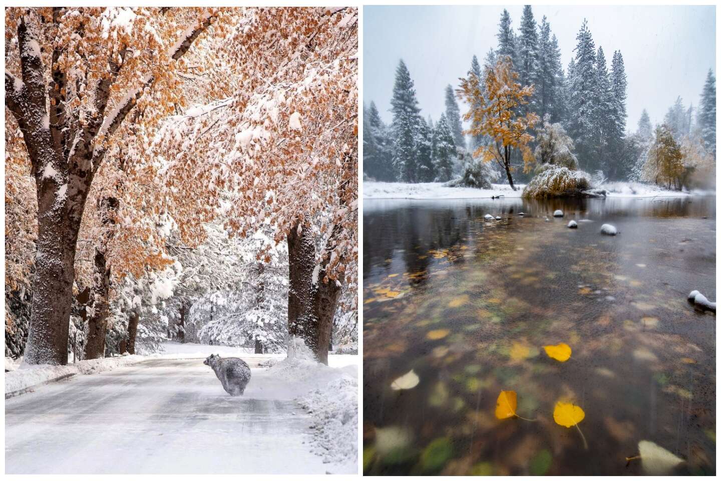When snow meets fall: Beautiful photos capture 'snowliage' in Yosemite