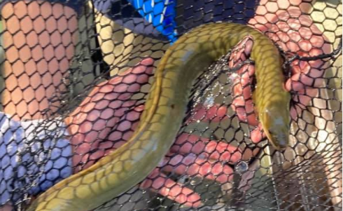 Inland Fisheries San Antonio District makes rare catch of an American ...