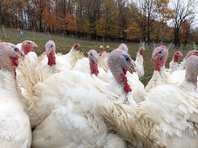 Local farms on processing the star of Thanksgiving: The turkey