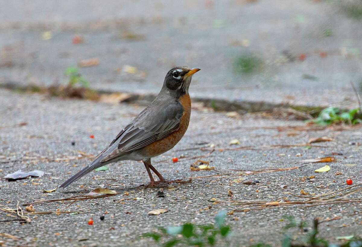 American robins are nomads in Houston neighborhoods