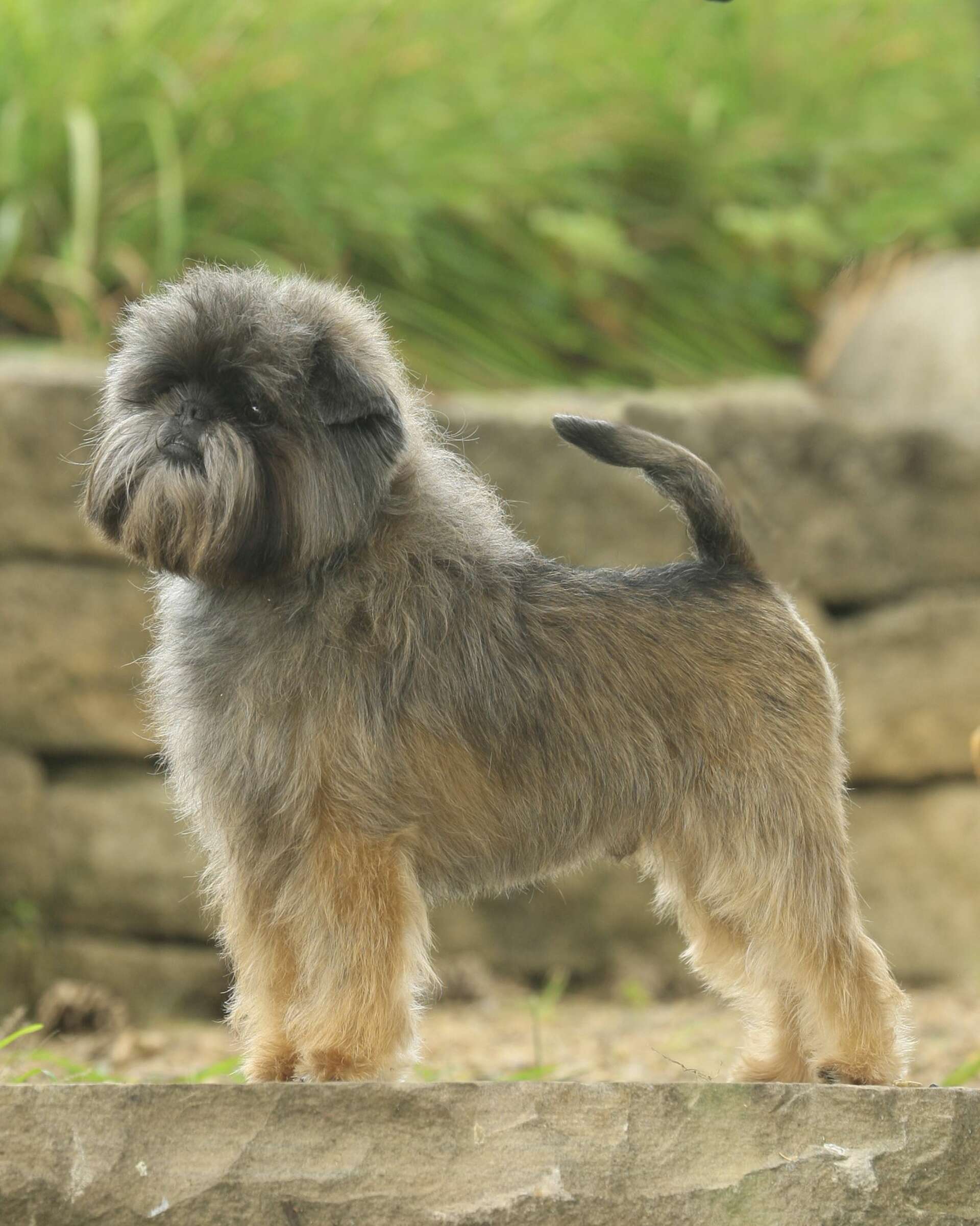 Chester, the tiny pup Mattress Mack gave his daughter, wins category at ...