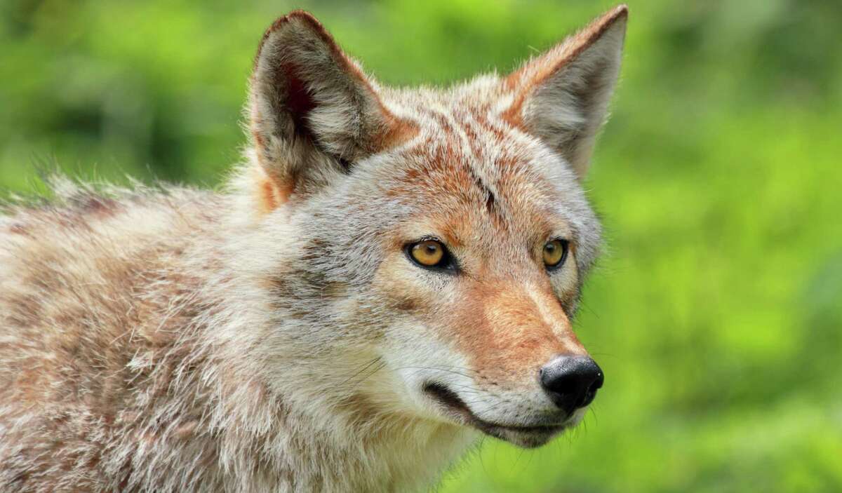 Coyote sightings common at San Antonio Spurs games and, increasingly ...