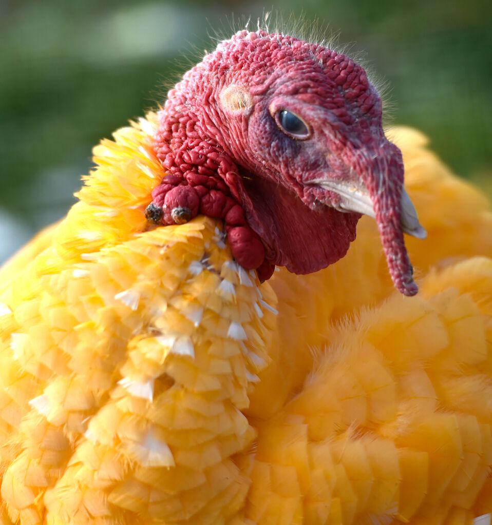 Colorful turkey's at Gozzi's Turkey Farm in Guilford