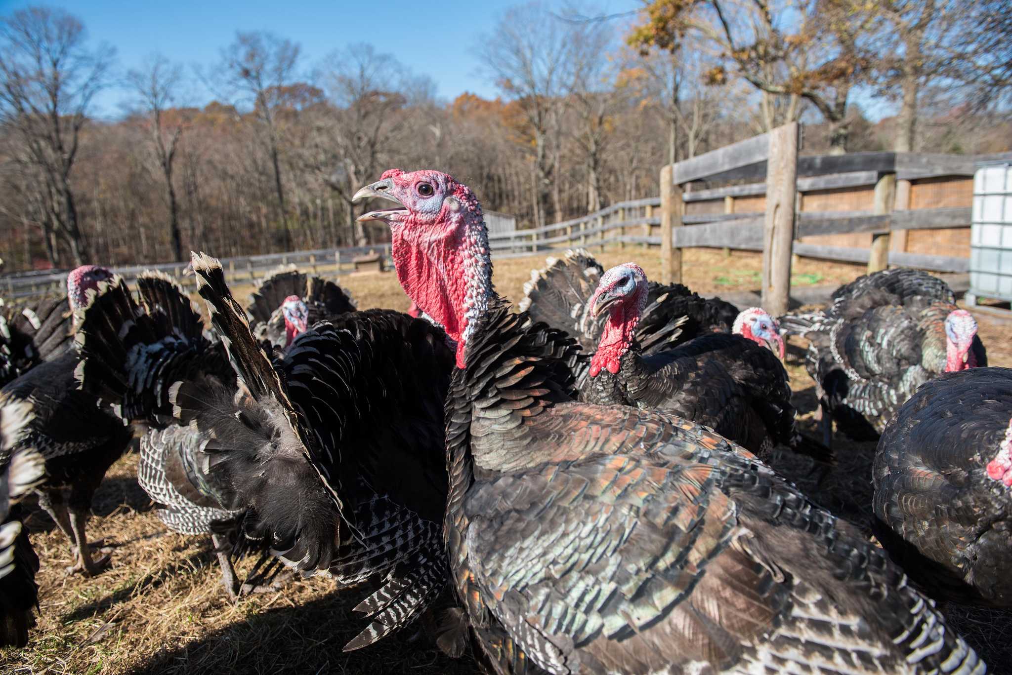 Home-grown turkeys are popular in Wilton