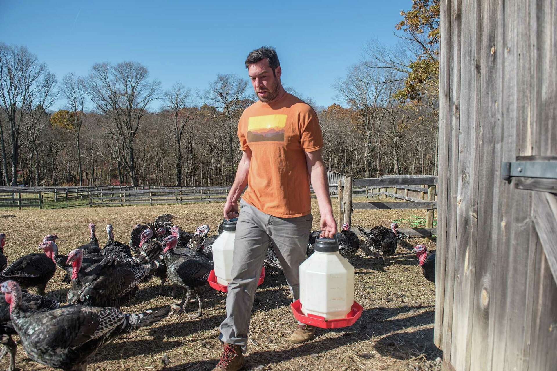 These CT farms sell locally raised Thanksgiving turkeys for 2023
