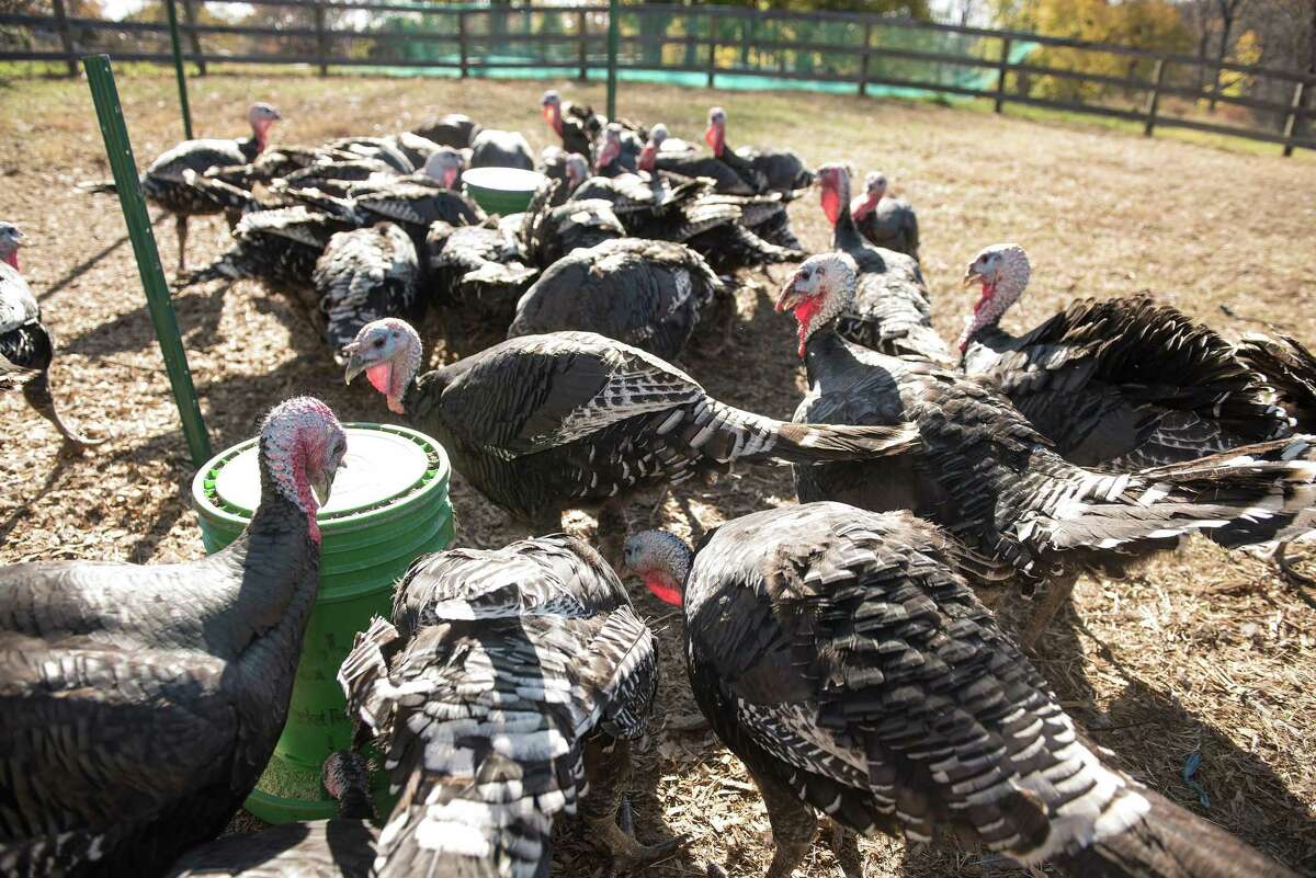 Wilton turkey farm doubles its flock and sells them all