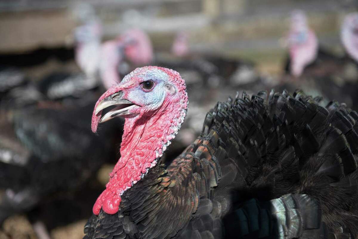Home-grown turkeys are popular in Wilton