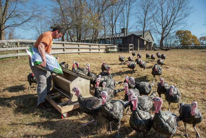 9 CT farms selling local farm-raised turkeys for Thanksgiving