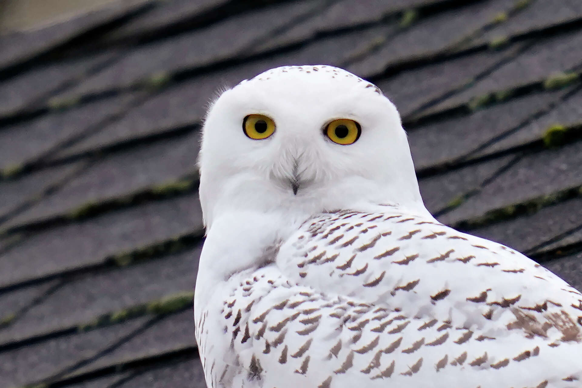 Rare snowy owl perches on rooftops in Seattle's Queen Anne neighborhood ...