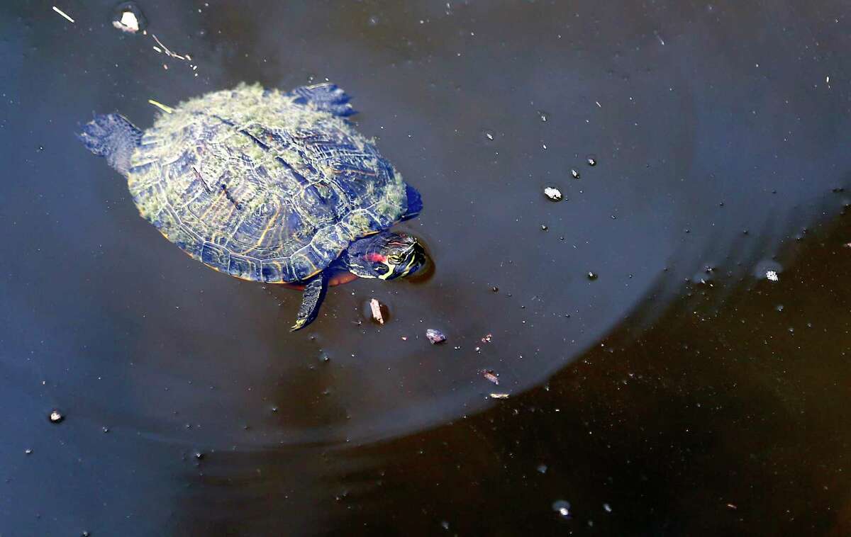 Red Eared Slider Turtle Poop