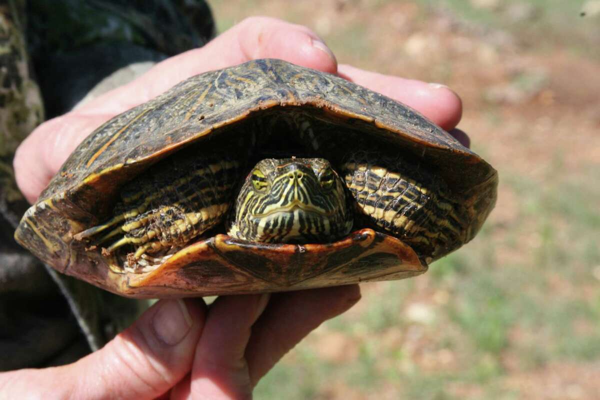 Red-eared sliders need to soak in the sun