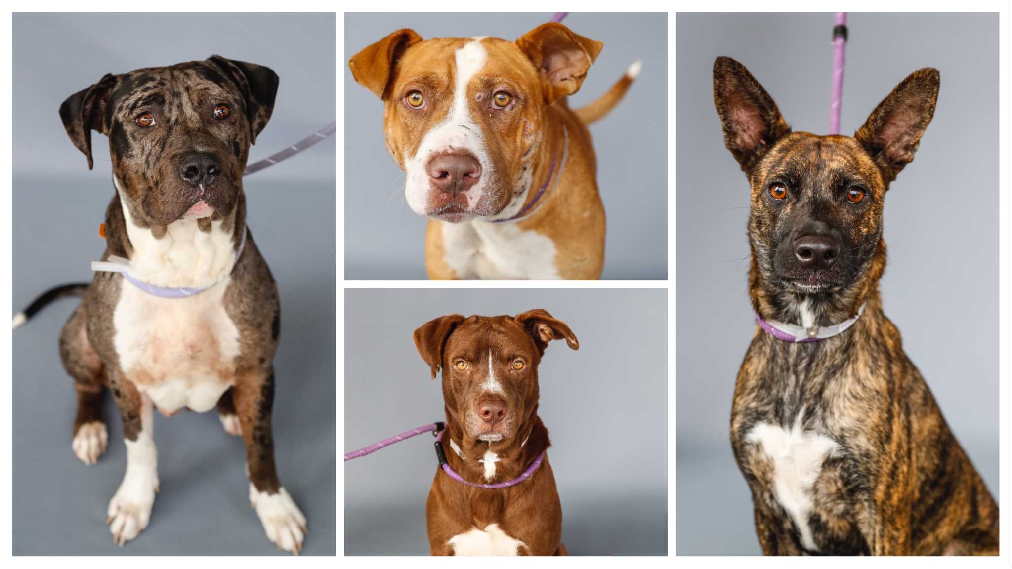 Pets of the Week: Meet Dwight, a 3-year-old lab with killer modeling ...