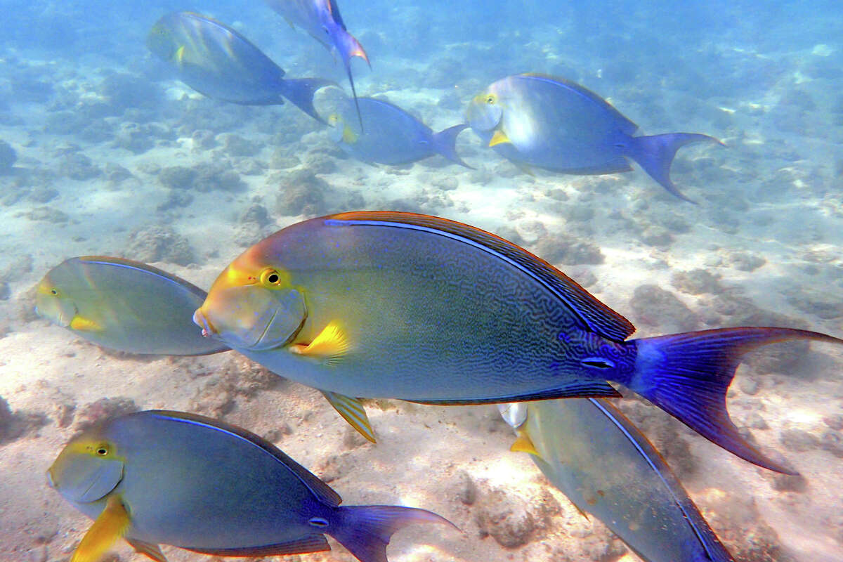 How a lockdown saved Hanauma Bay, one of Hawaii's natural treasures