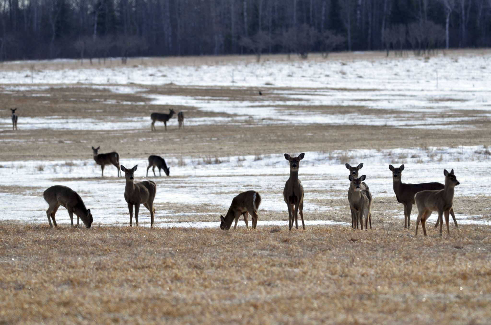Here’s what a deer cull means for Manistee’s ecosystem