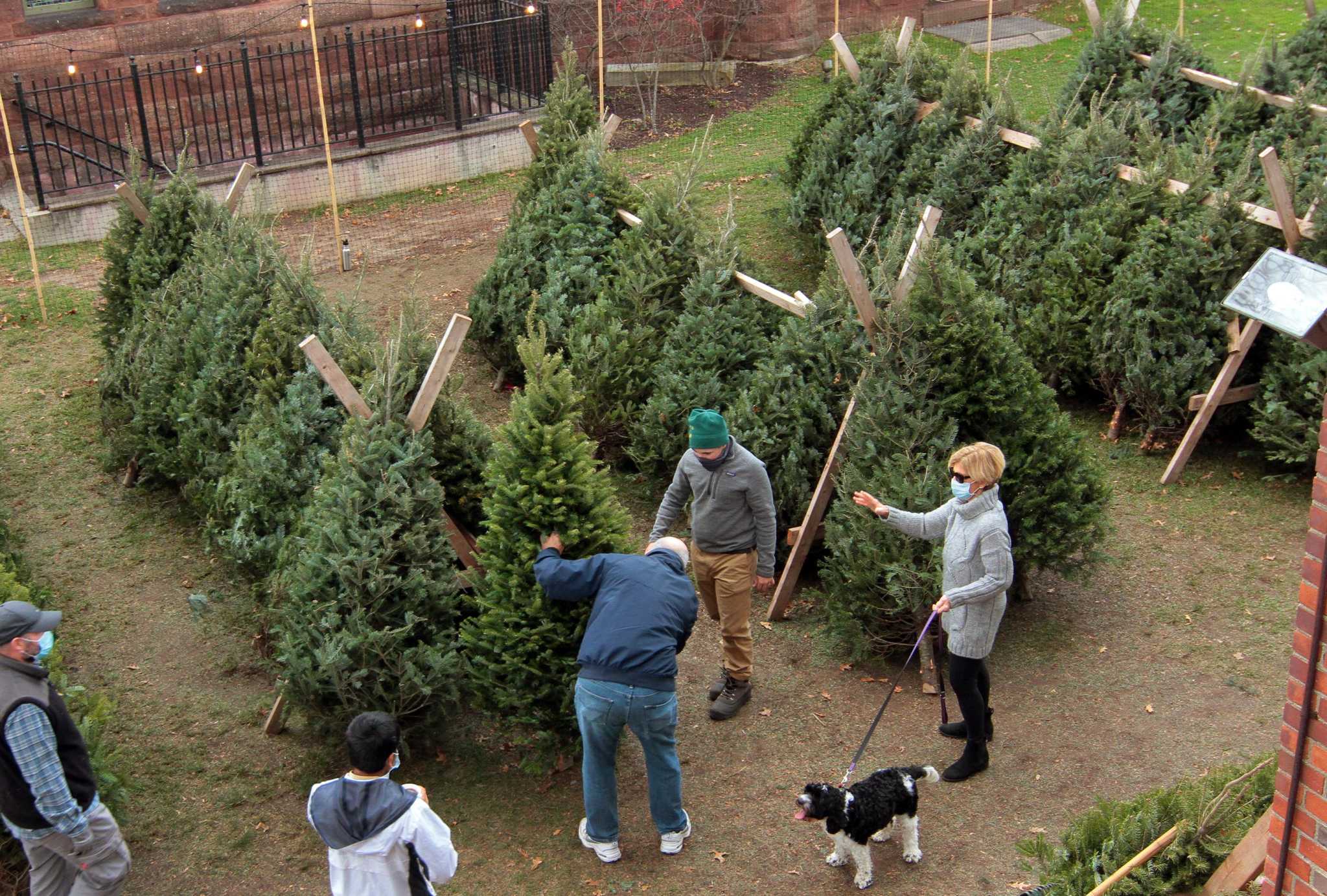 In Photos: Hunting for the perfect Christmas tree