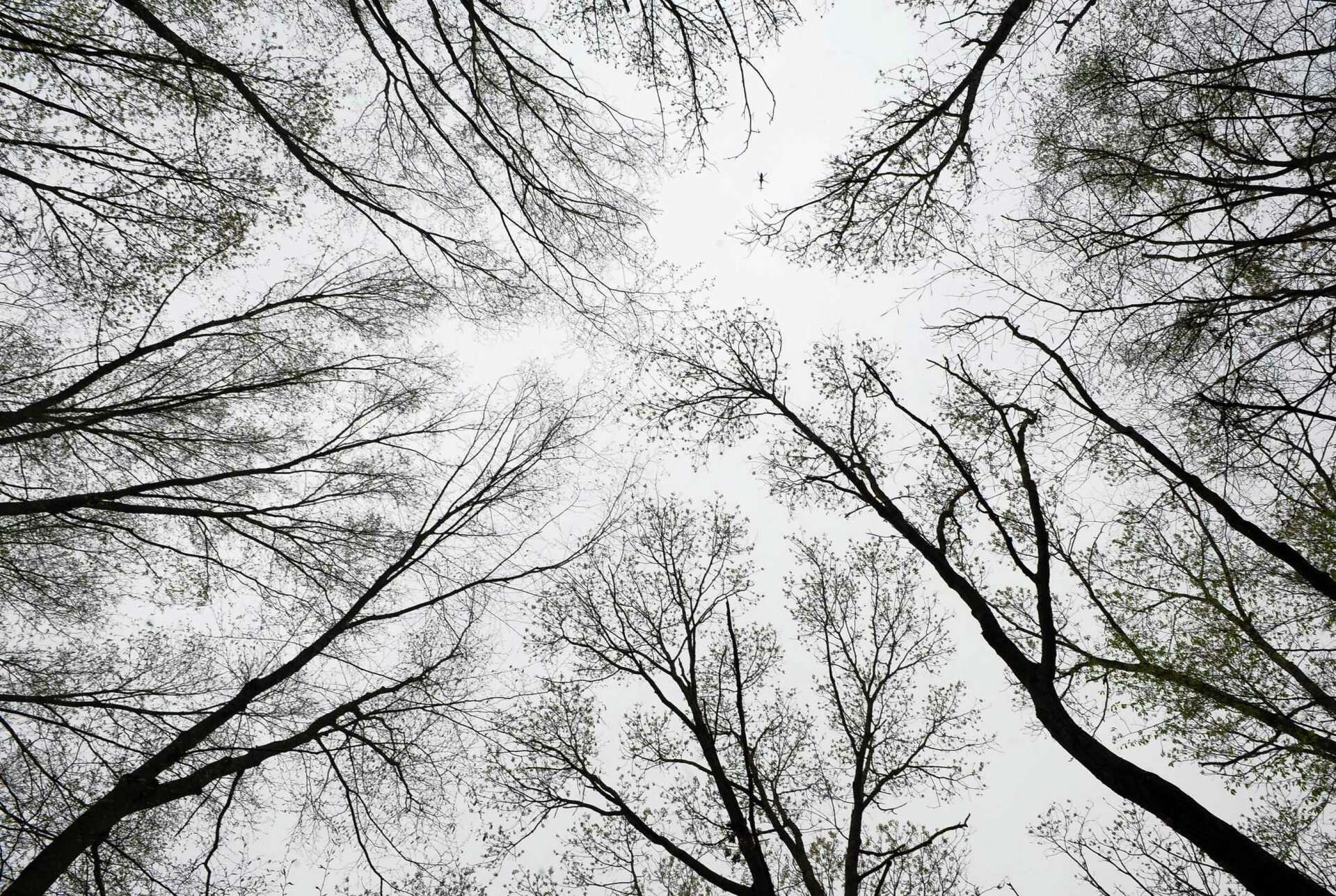 What you may not know about Connecticut’s forests