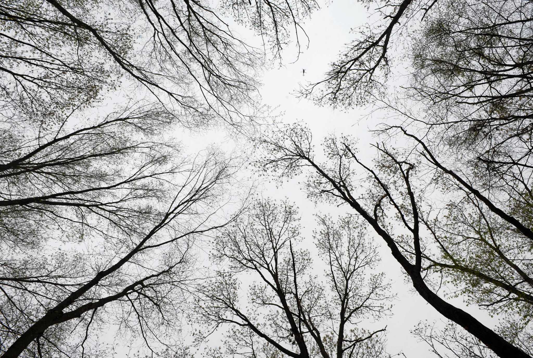 What you may not know about Connecticut’s forests