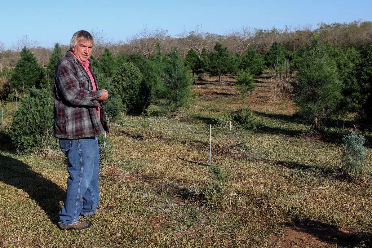 Pandemic appears to have spurred demand for cut-your-own Christmas trees