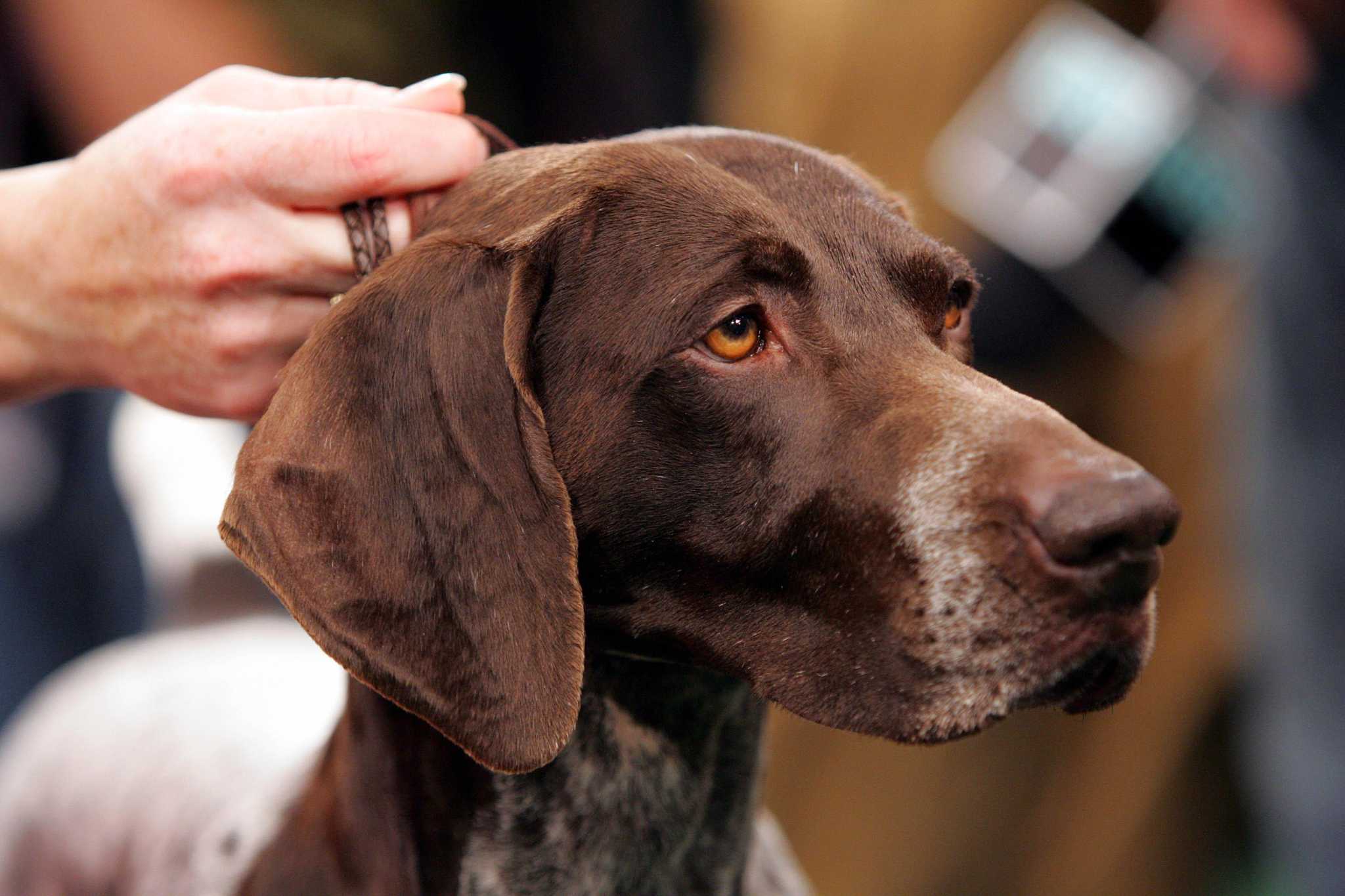 OUTDOORS: LeBlanc: Field dogs can be a hunter’s best friend