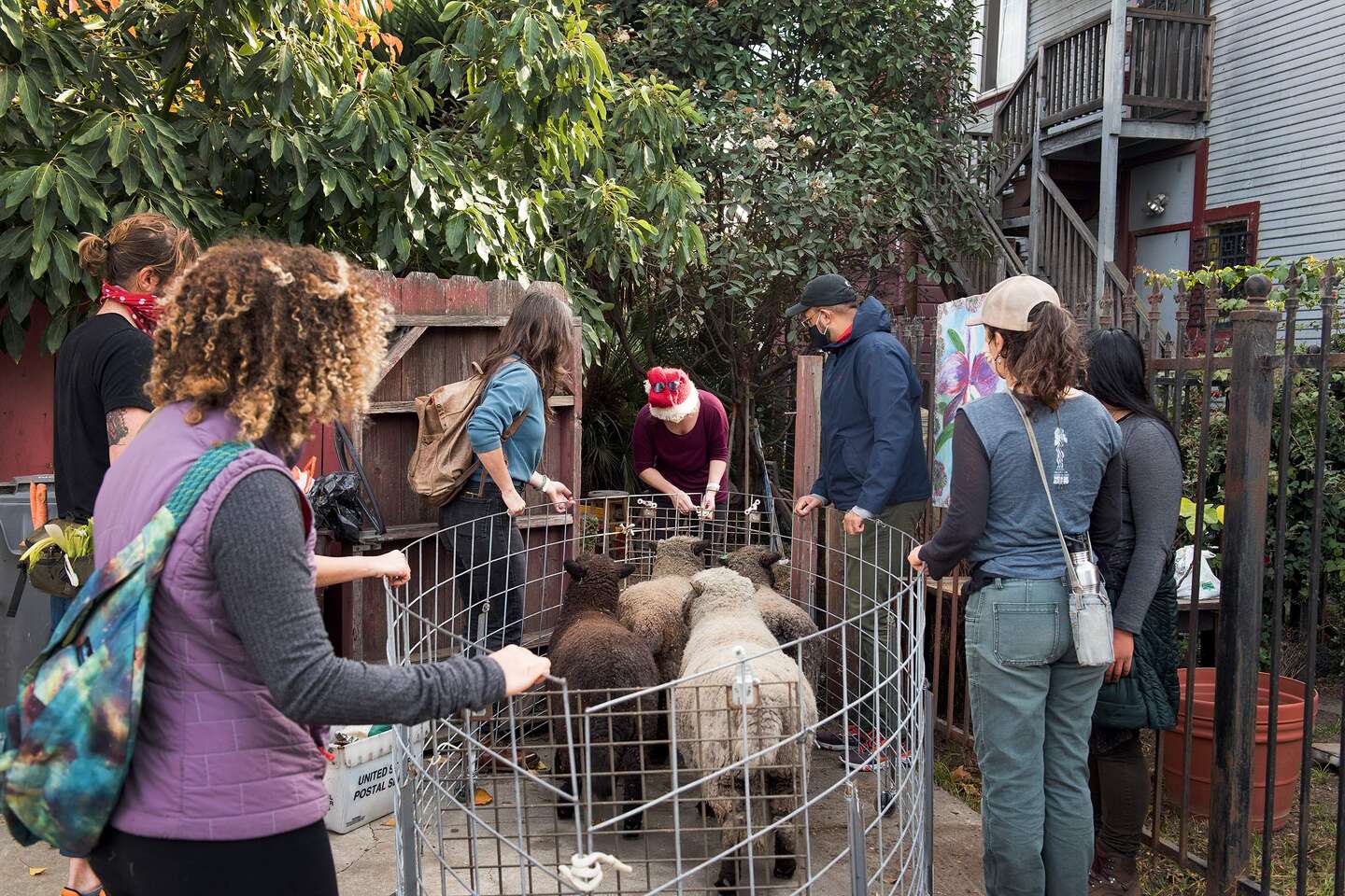 Meet the Totally Legal Urban Sheep of Oakland