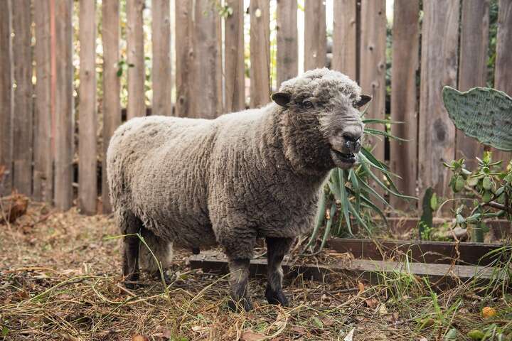 Meet the Totally Legal Urban Sheep of Oakland