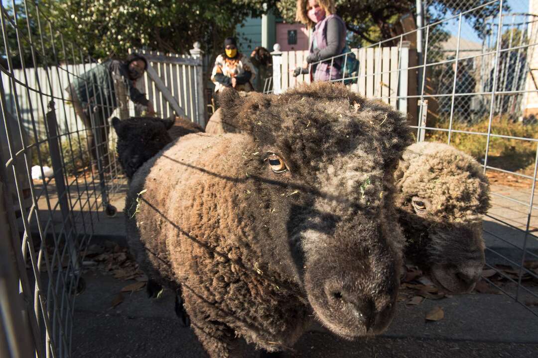 Meet the Totally Legal Urban Sheep of Oakland