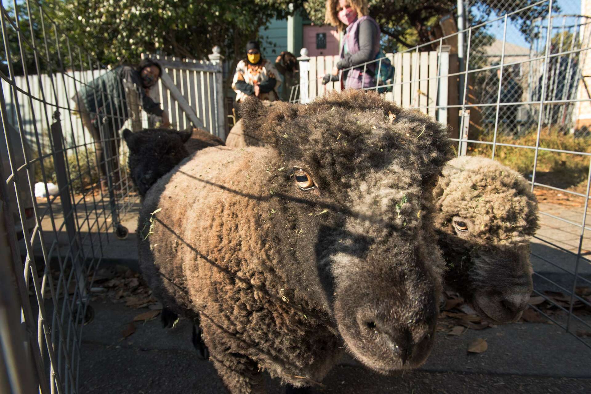 Meet the Totally Legal Urban Sheep of Oakland
