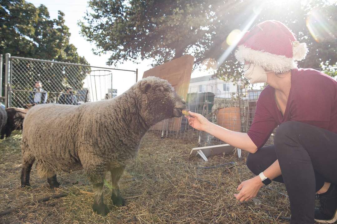 Meet the Totally Legal Urban Sheep of Oakland