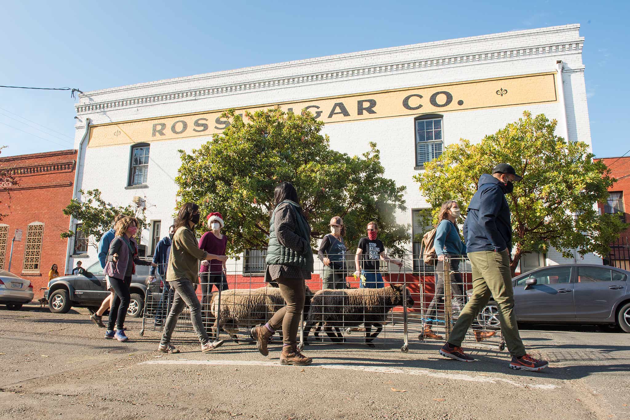 Meet the Totally Legal Urban Sheep of Oakland
