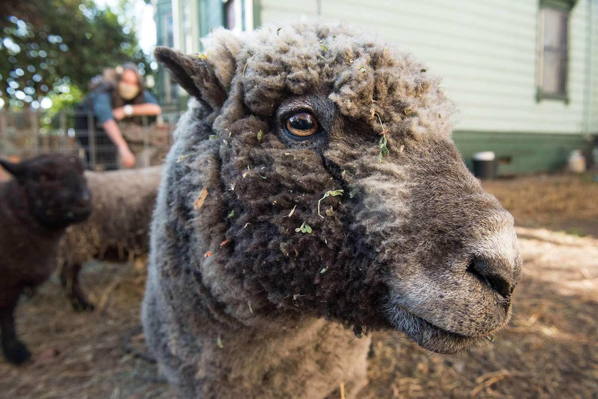 Meet the Totally Legal Urban Sheep of Oakland