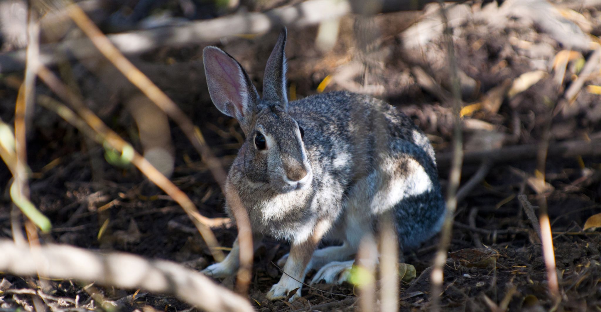 Texas hunters can help manage deadly rabbit disease