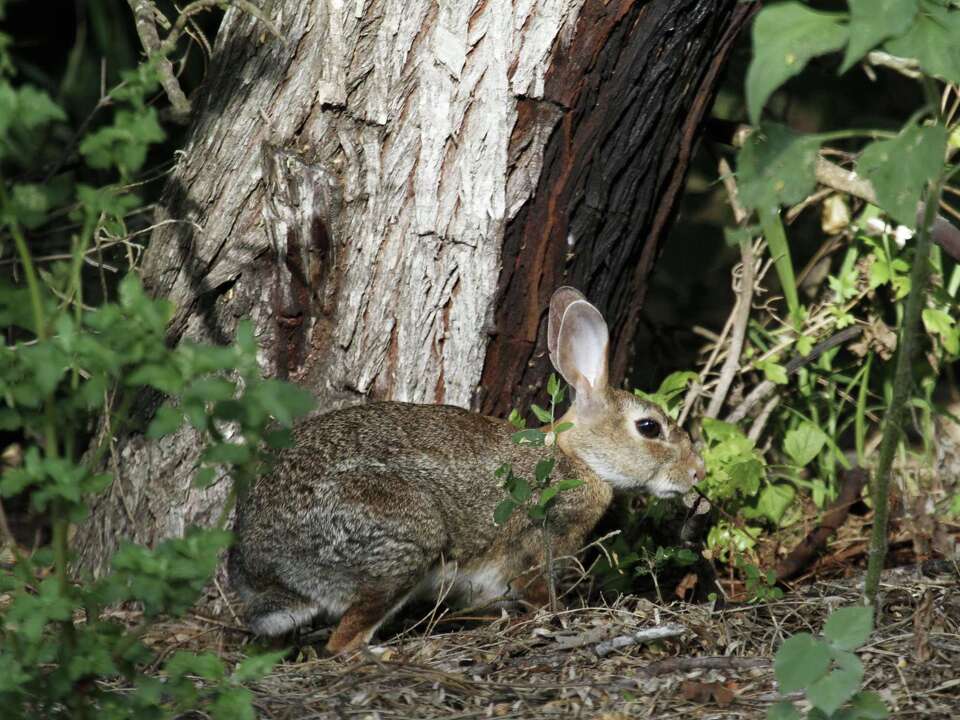 Texas officials ask for reporting of dead rabbits found in winter