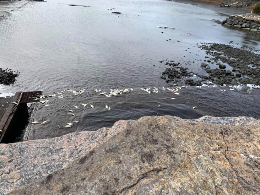 Dead fish wash ashore in Darien, surrounding area