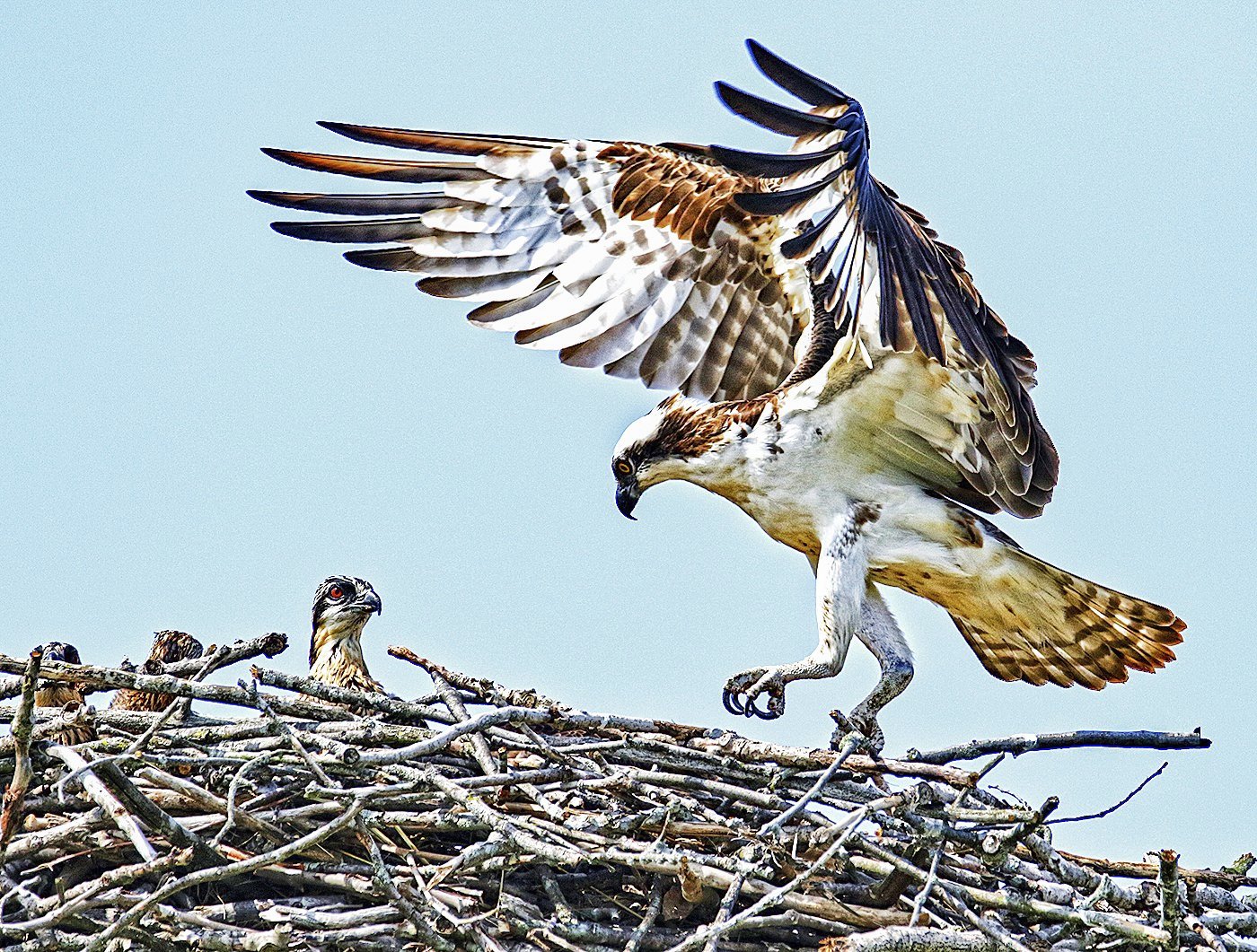 Showcasing the DNR: Citizen scientists help DNR track osprey ...