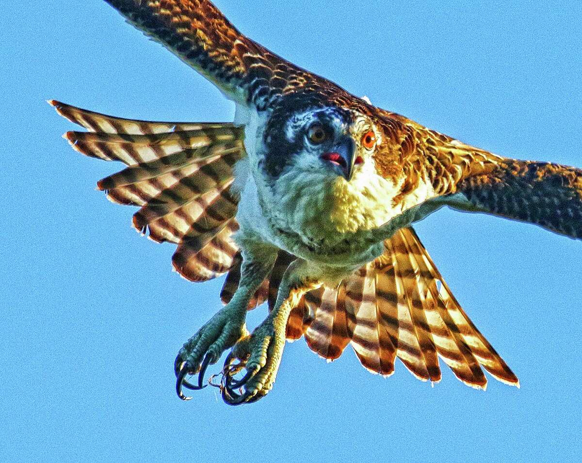 Showcasing the DNR: Citizen scientists help DNR track osprey ...