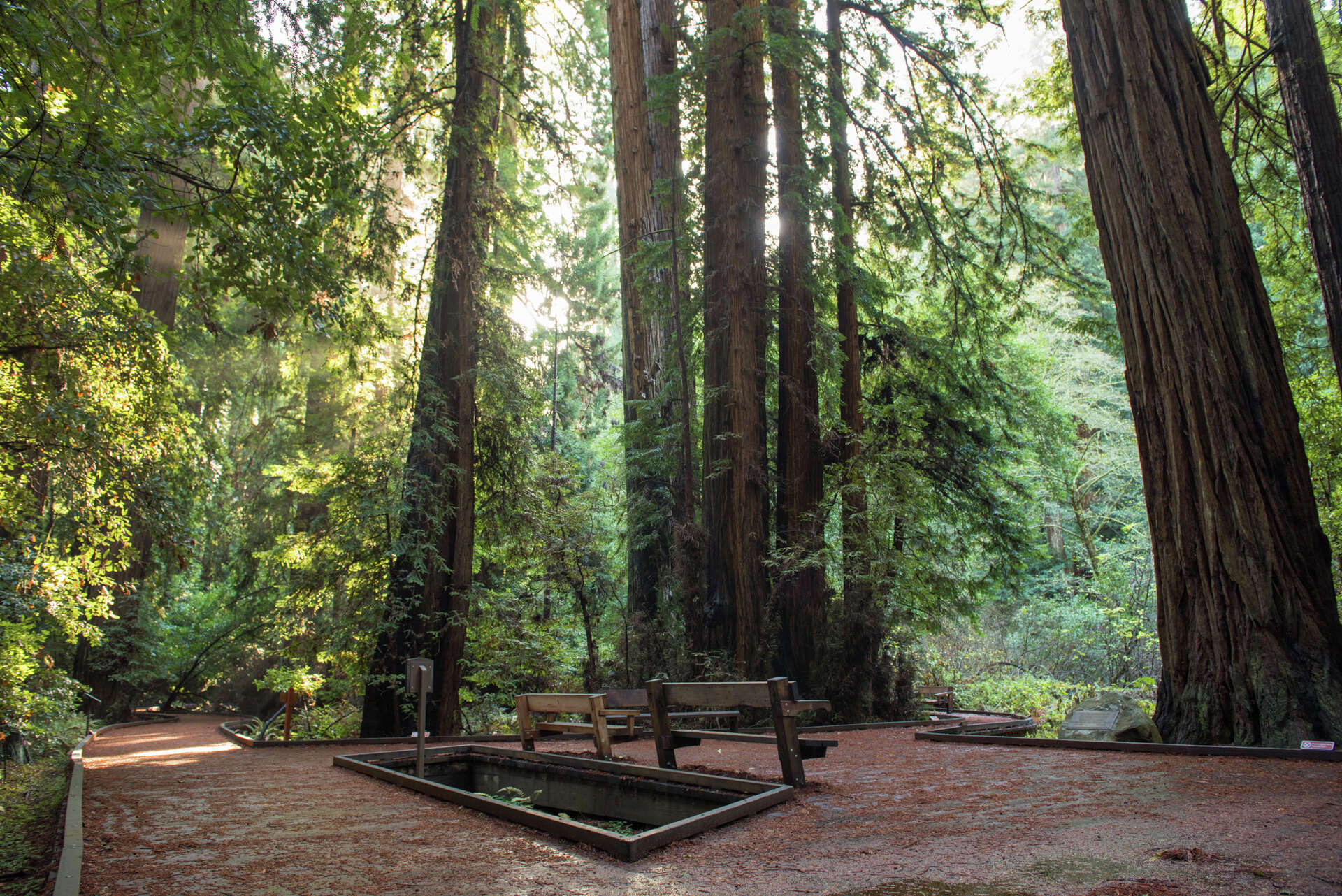 The best spots to visit in Muir Woods, according to a park ranger