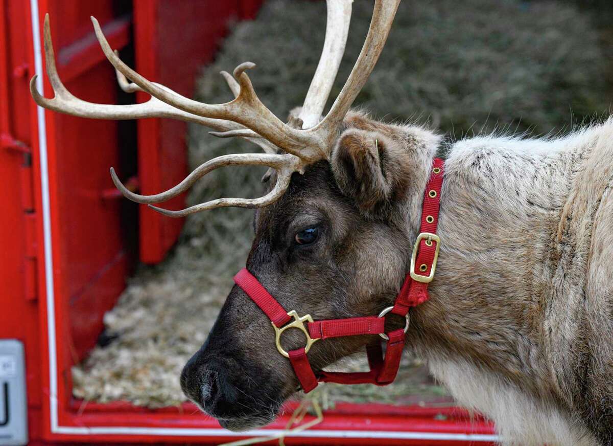 Santa’s reindeer have a lot of nonmagical relatives, but they’re ...