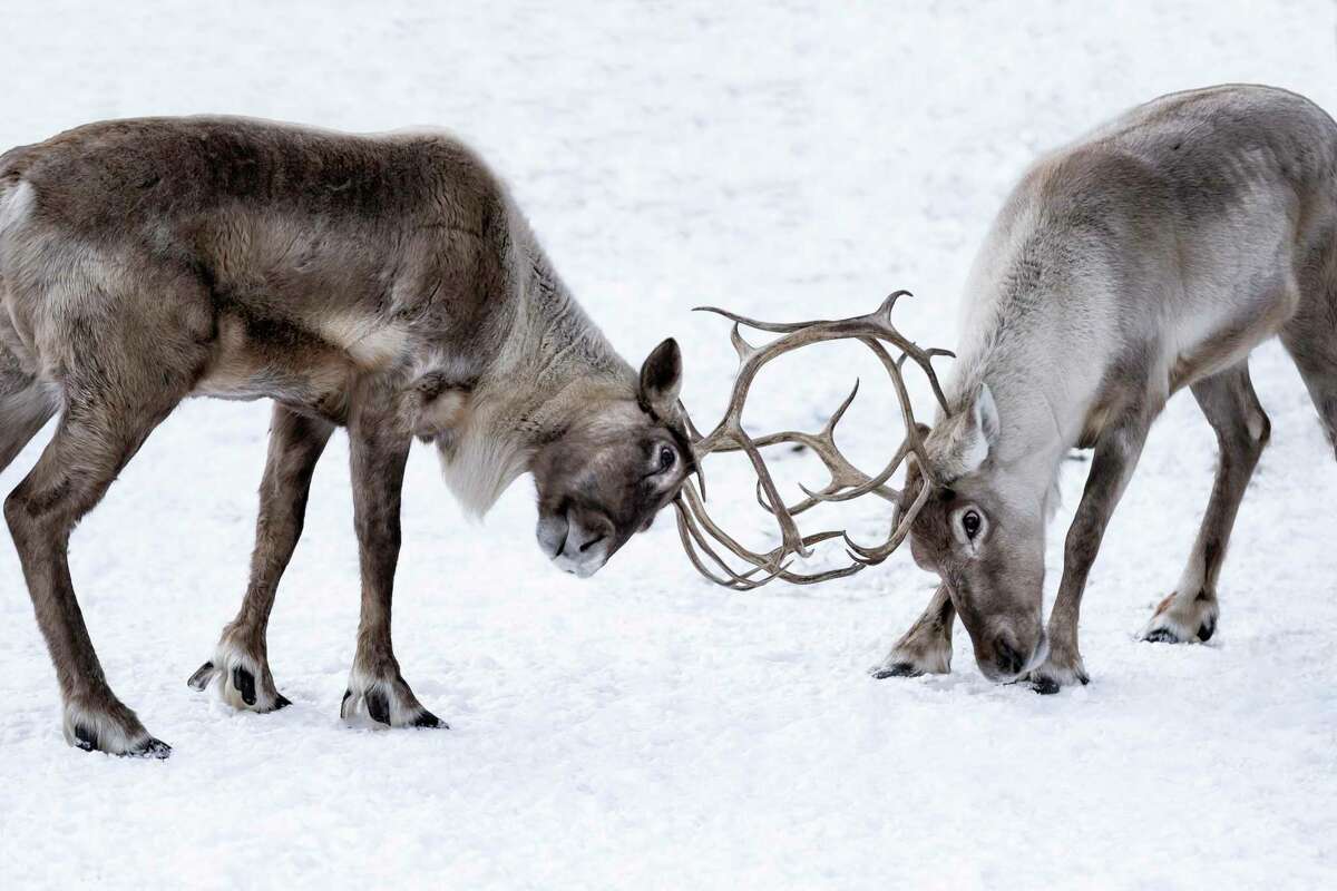Santa’s reindeer have a lot of nonmagical relatives, but they’re ...
