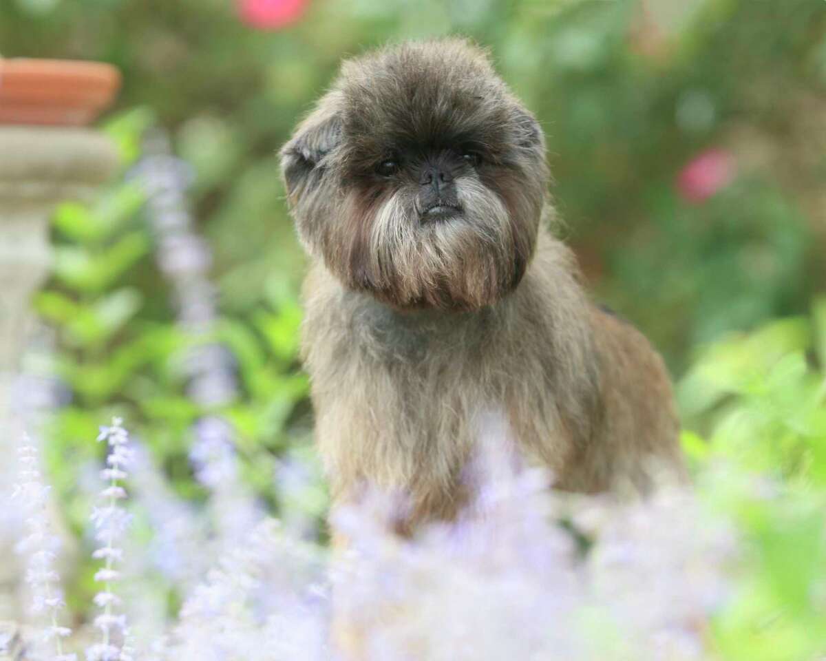 Scottish deerhound nudges out Mattress Mack's granddog Chester for ...