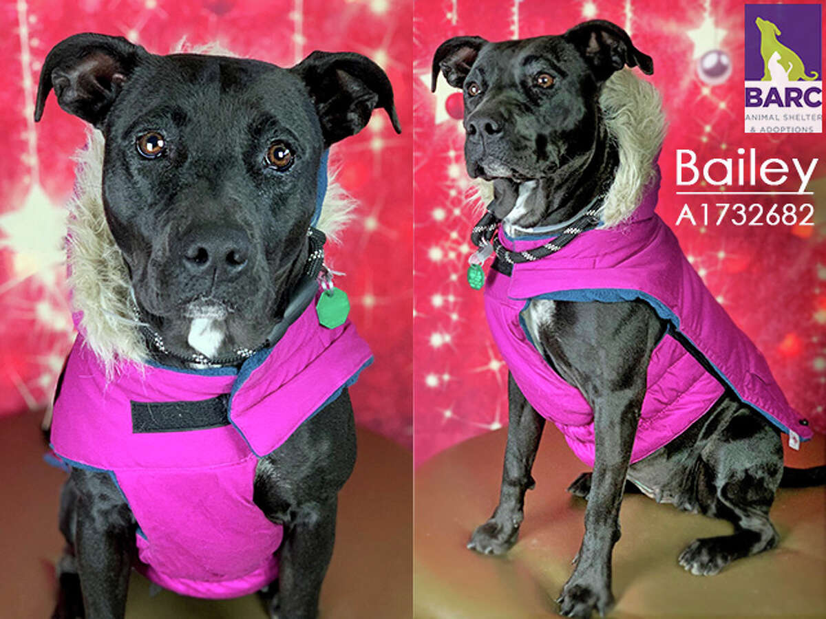 BARC Animal Shelter hosting two major events to provide pandemic relief ...