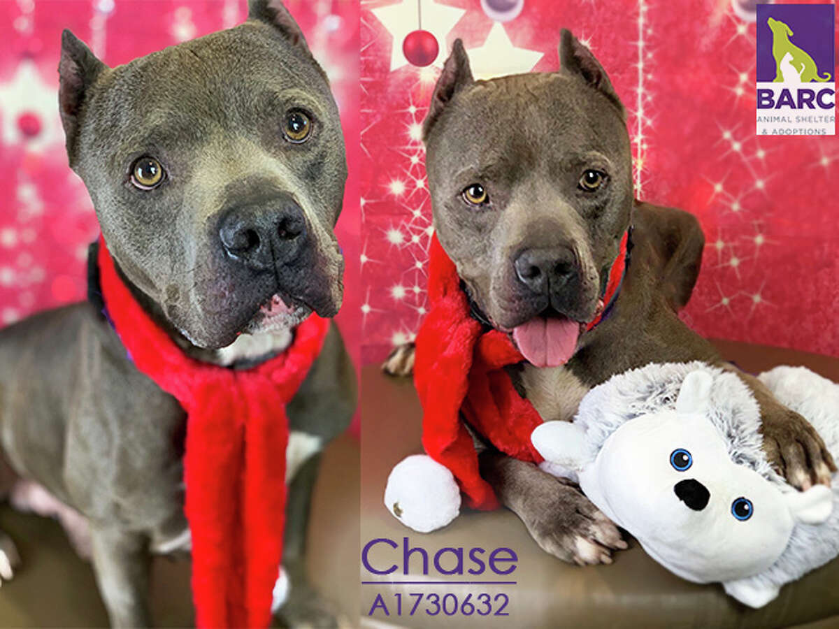 BARC Animal Shelter hosting two major events to provide pandemic relief ...