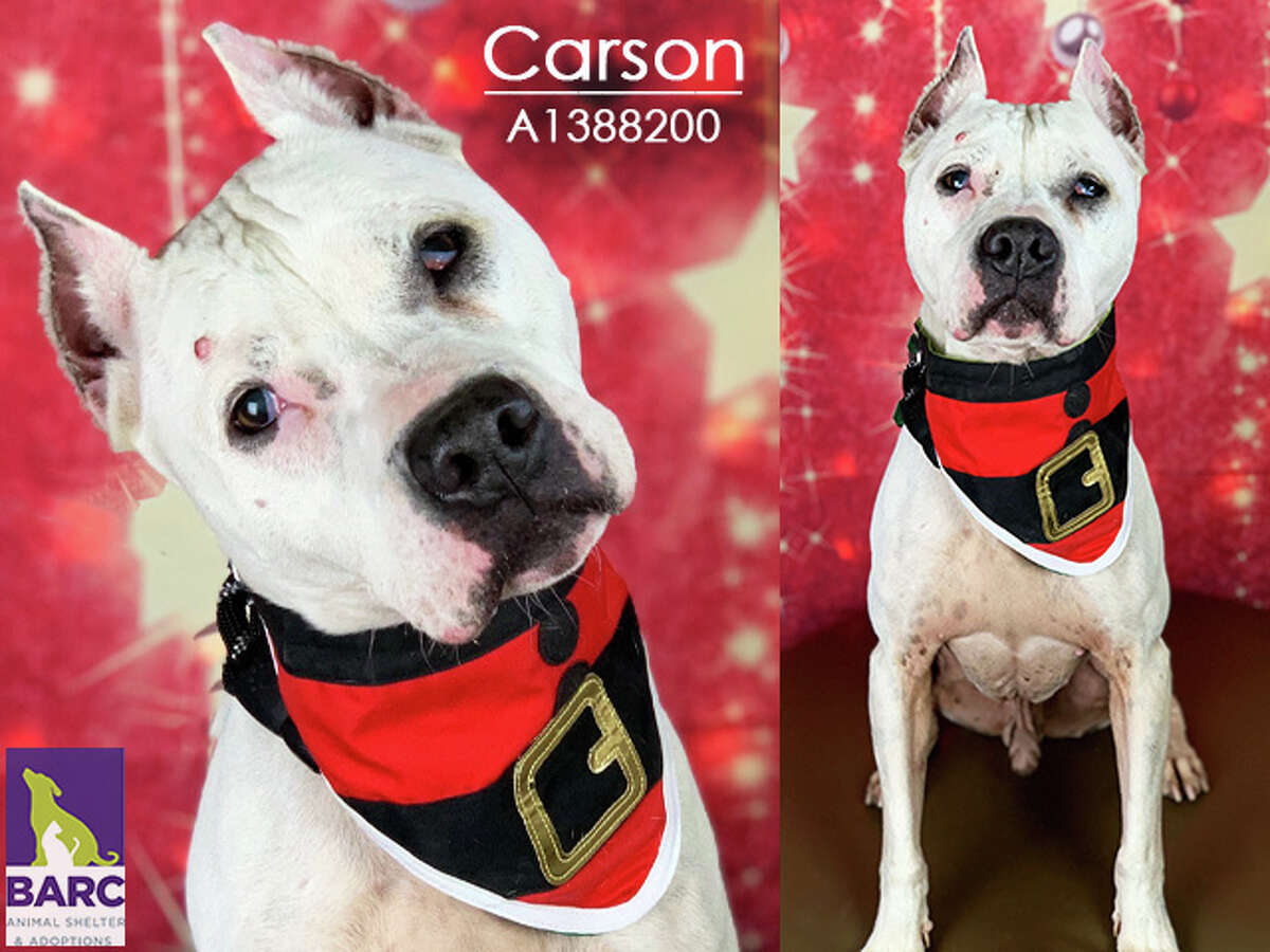 BARC Animal Shelter hosting two major events to provide pandemic relief ...