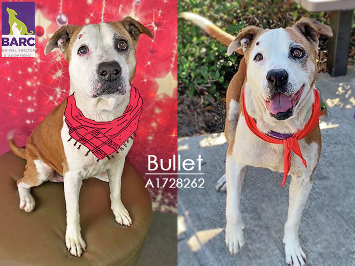 BARC Animal Shelter hosting two major events to provide pandemic relief ...