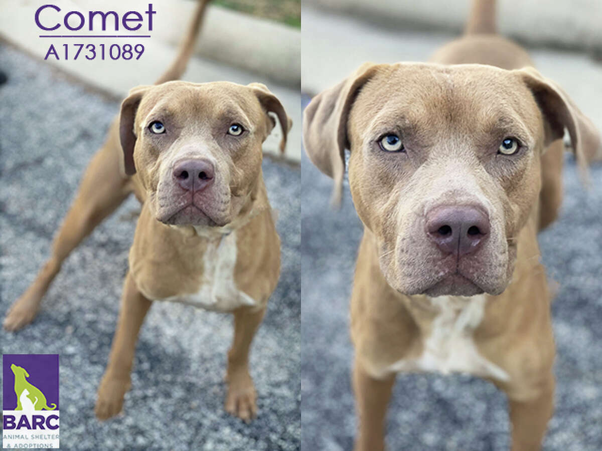 BARC Animal Shelter hosting two major events to provide pandemic relief ...