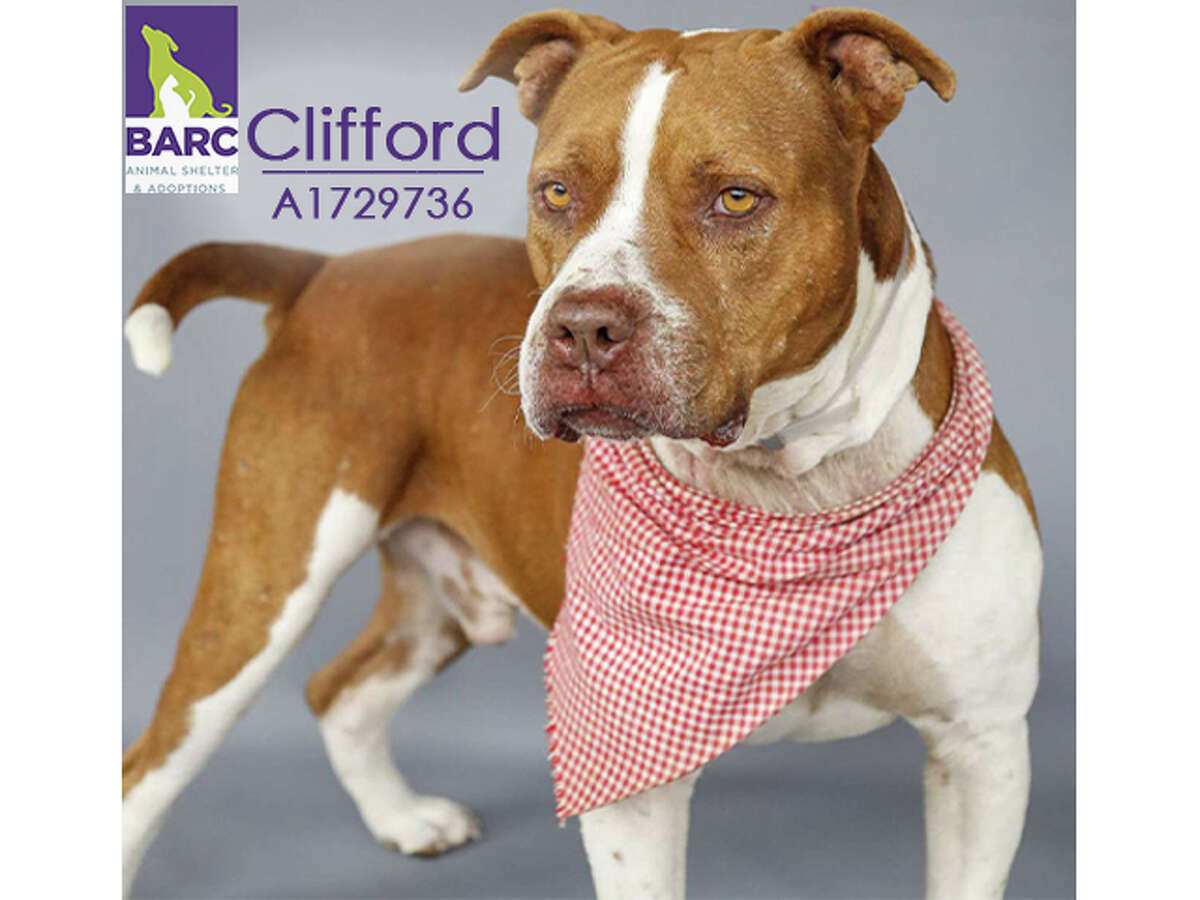 BARC Animal Shelter hosting two major events to provide pandemic relief ...