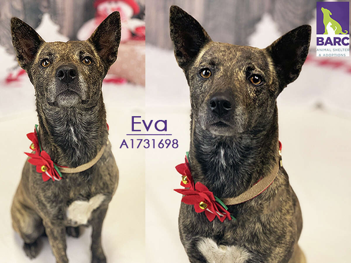 BARC Animal Shelter hosting two major events to provide pandemic relief ...