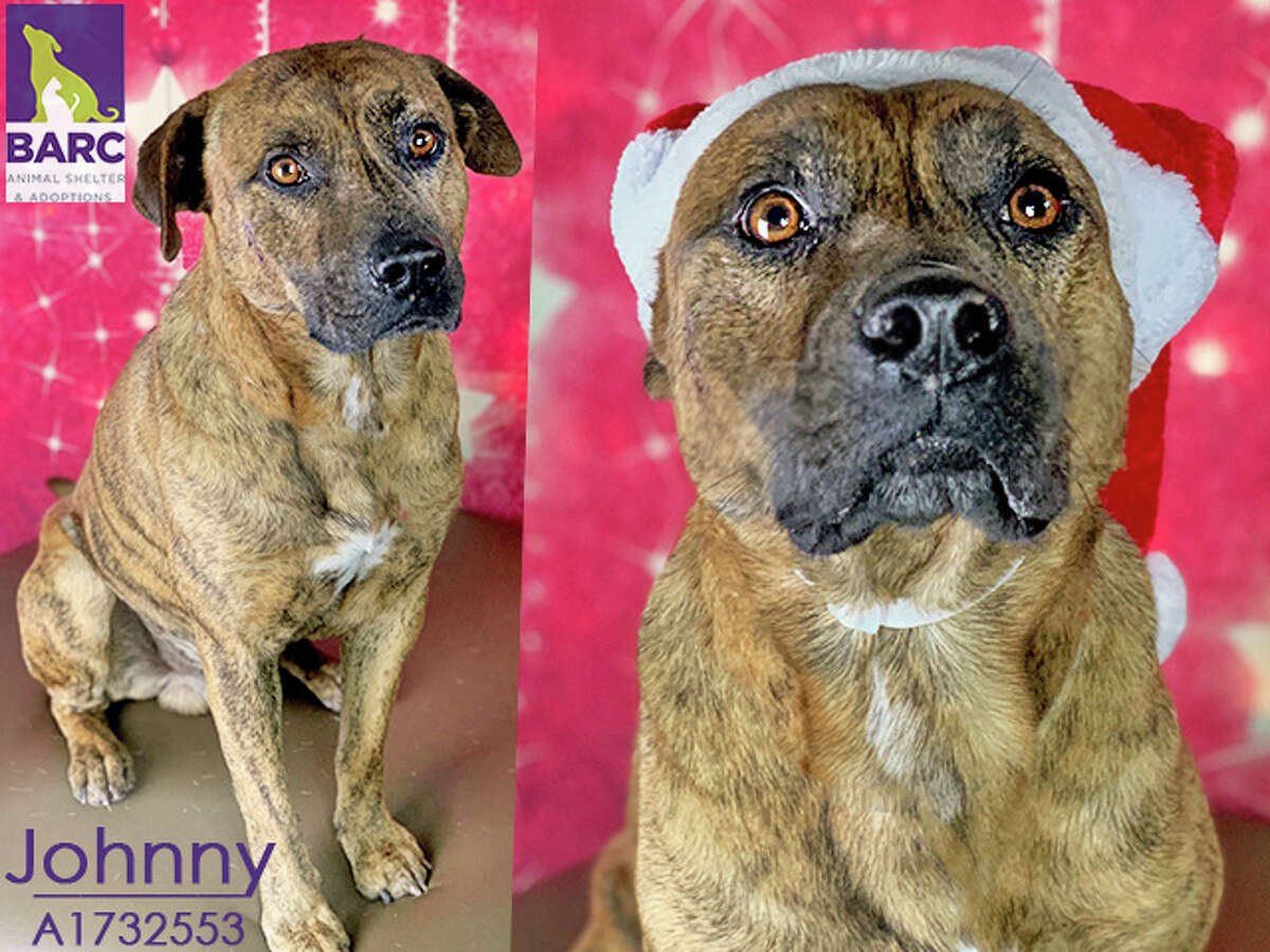 BARC Animal Shelter hosting two major events to provide pandemic relief ...