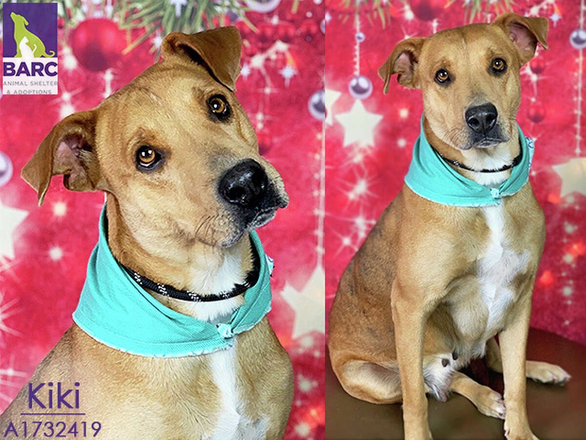 BARC Animal Shelter hosting two major events to provide pandemic relief ...