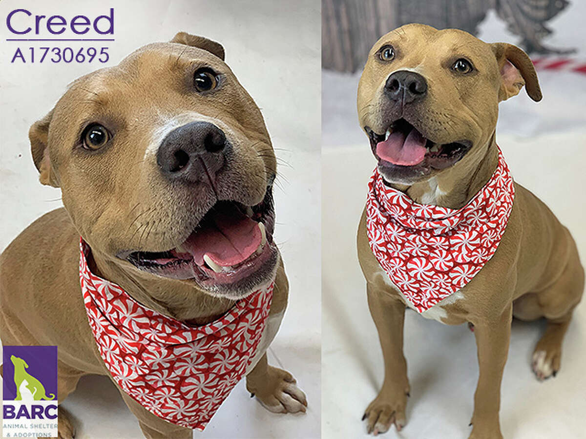 BARC Animal Shelter hosting two major events to provide pandemic relief ...