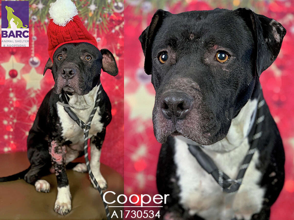 BARC Animal Shelter hosting two major events to provide pandemic relief ...